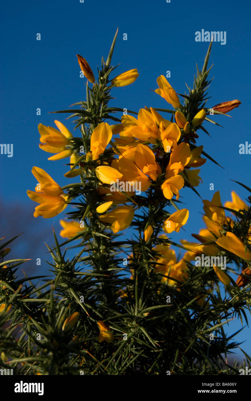 Common Gorse, Ulex europaeus Stock Photo - Alamy