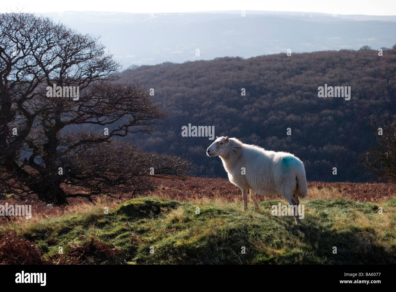 Welsh hills with sheep hi-res stock photography and images - Alamy