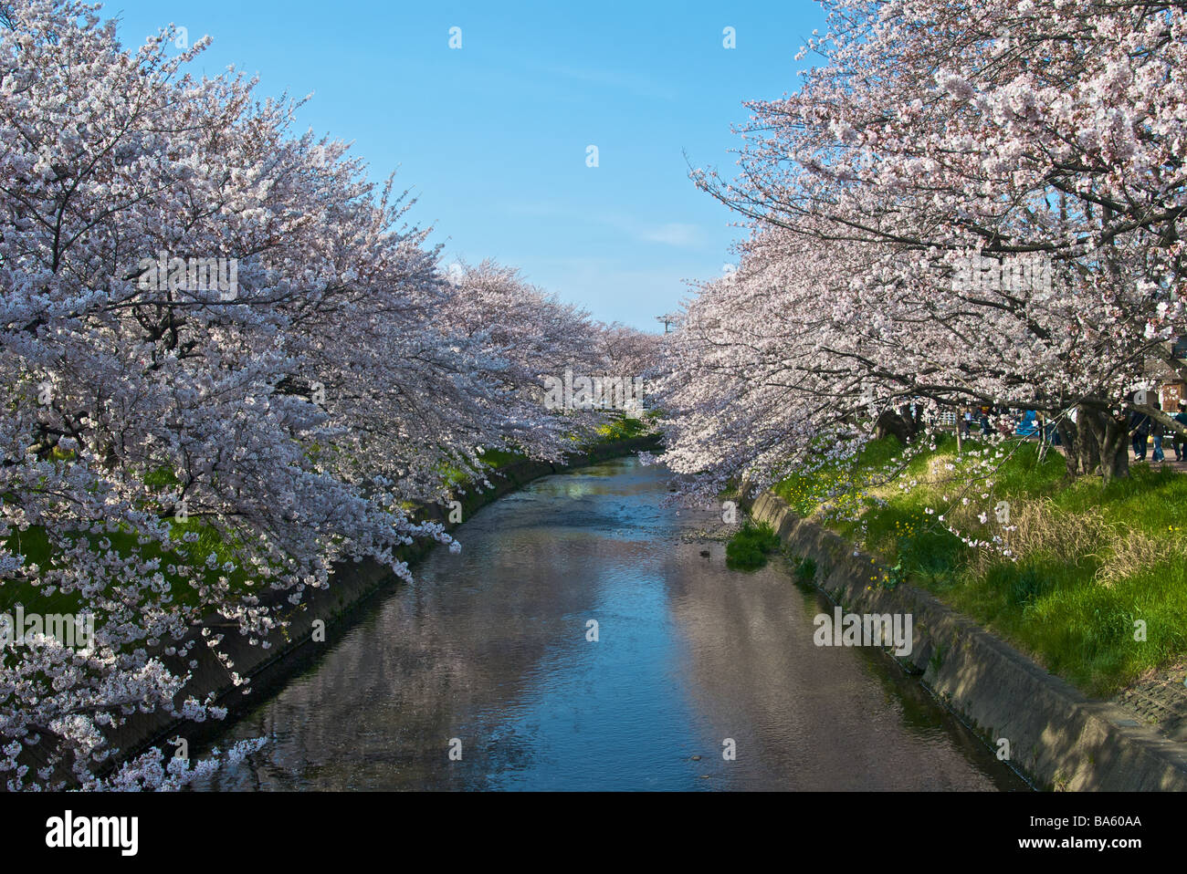 Tunnel of cherry blossom trees over a river Stock Photo - Alamy