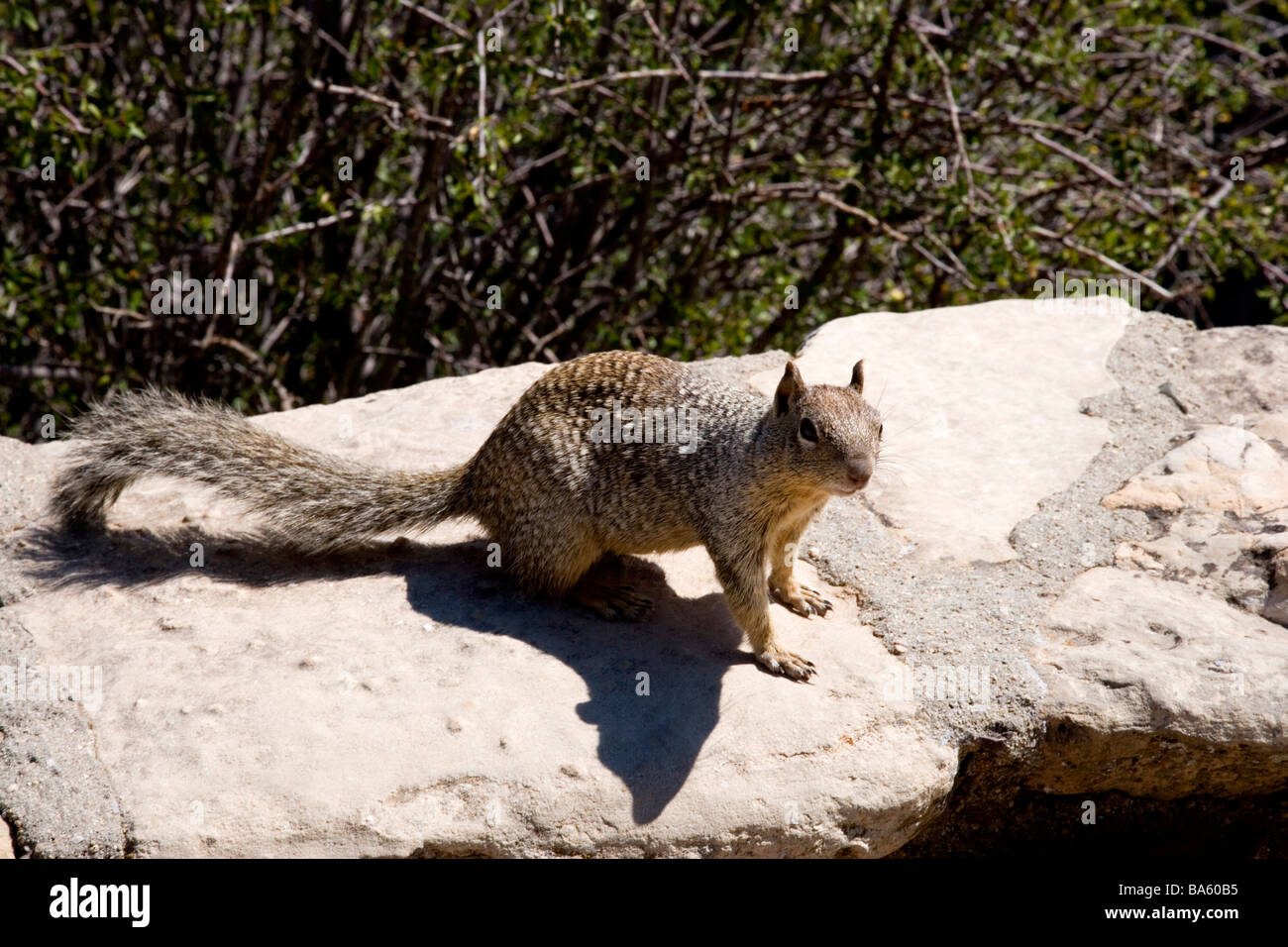 One squirrel standing on rock close up Grand Canyon Arizona USA Stock ...