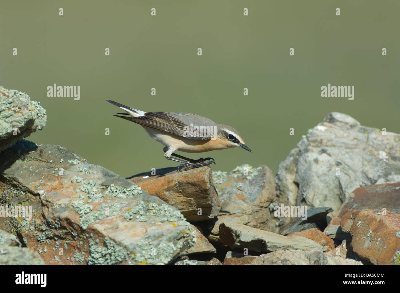 Birds of extremadura hi-res stock photography and images - Alamy