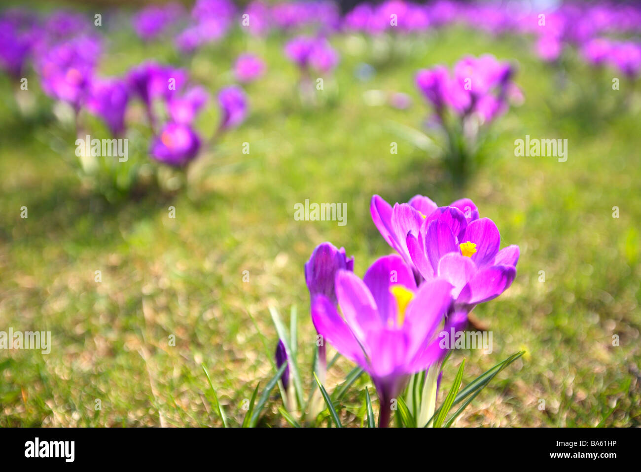 April purple hi-res stock photography and images - Alamy