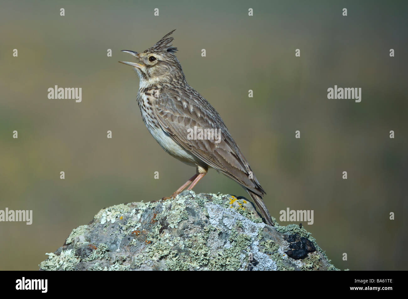 Thekla Lark singing Galerida theklae Extremadura Spain Stock Photo - Alamy