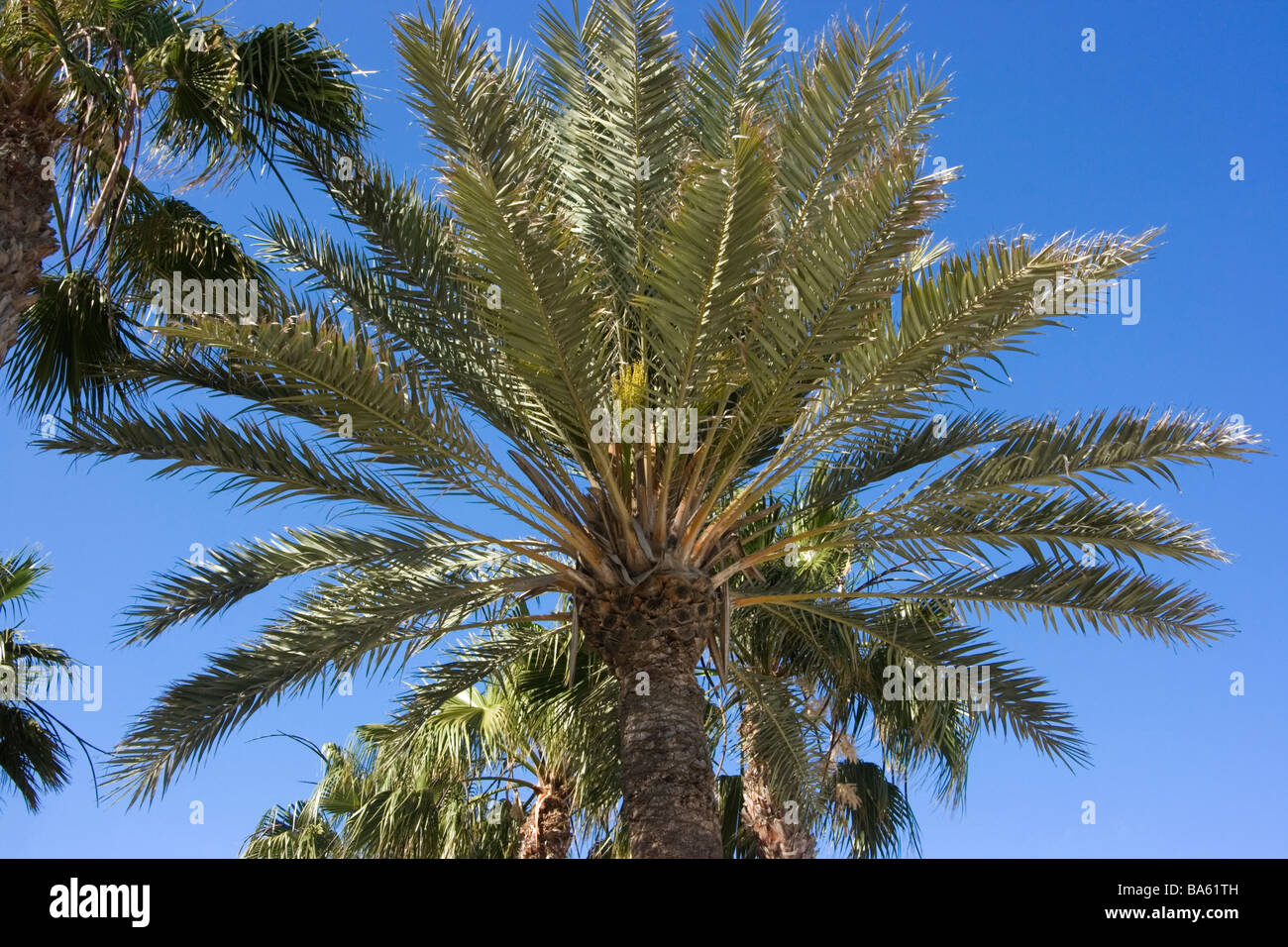 Palm Trees, Gran Canaria. Canary Islands Stock Photo - Alamy