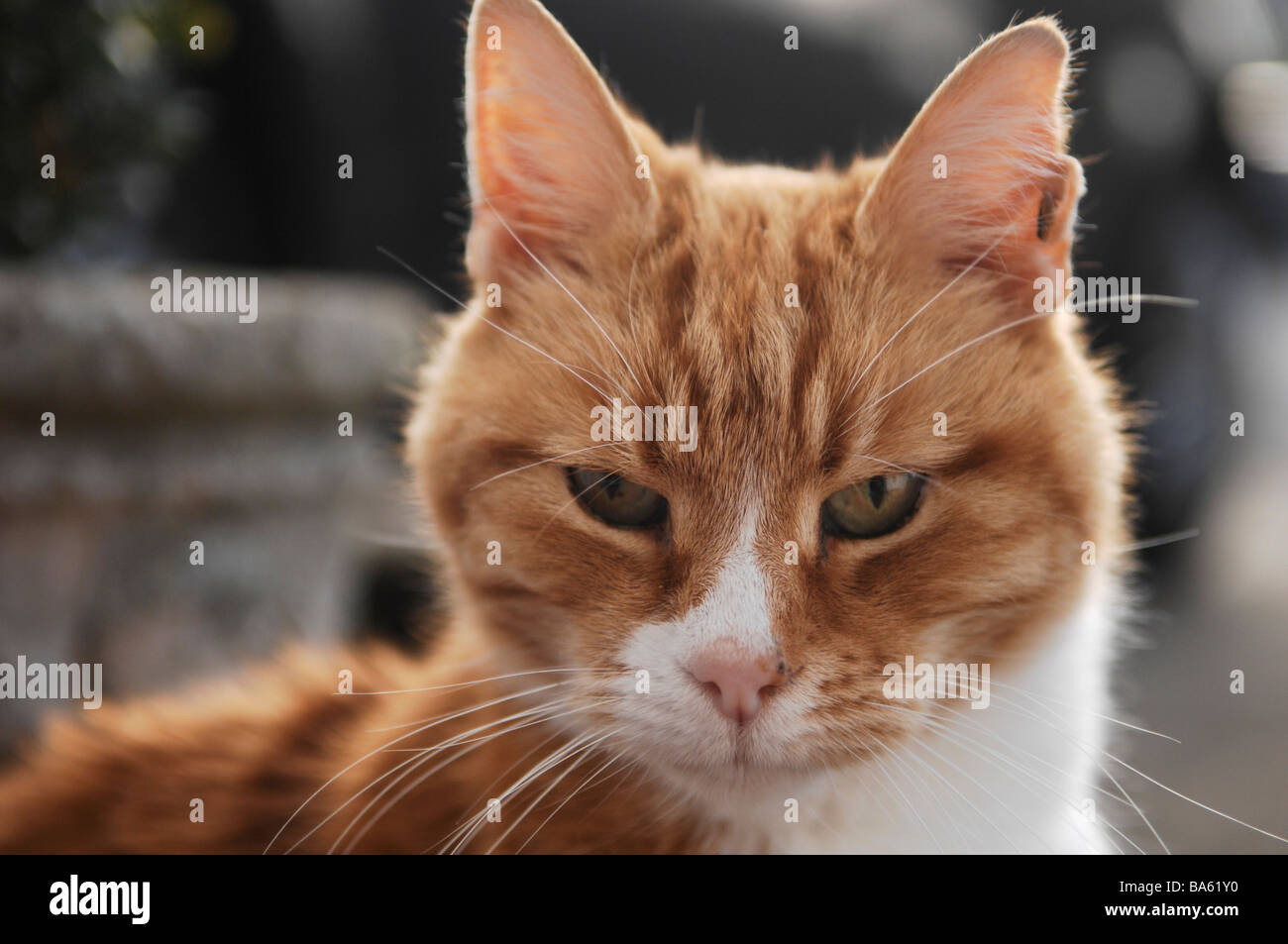 Old ginger cat with white face markings and a damaged ear UK Stock ...