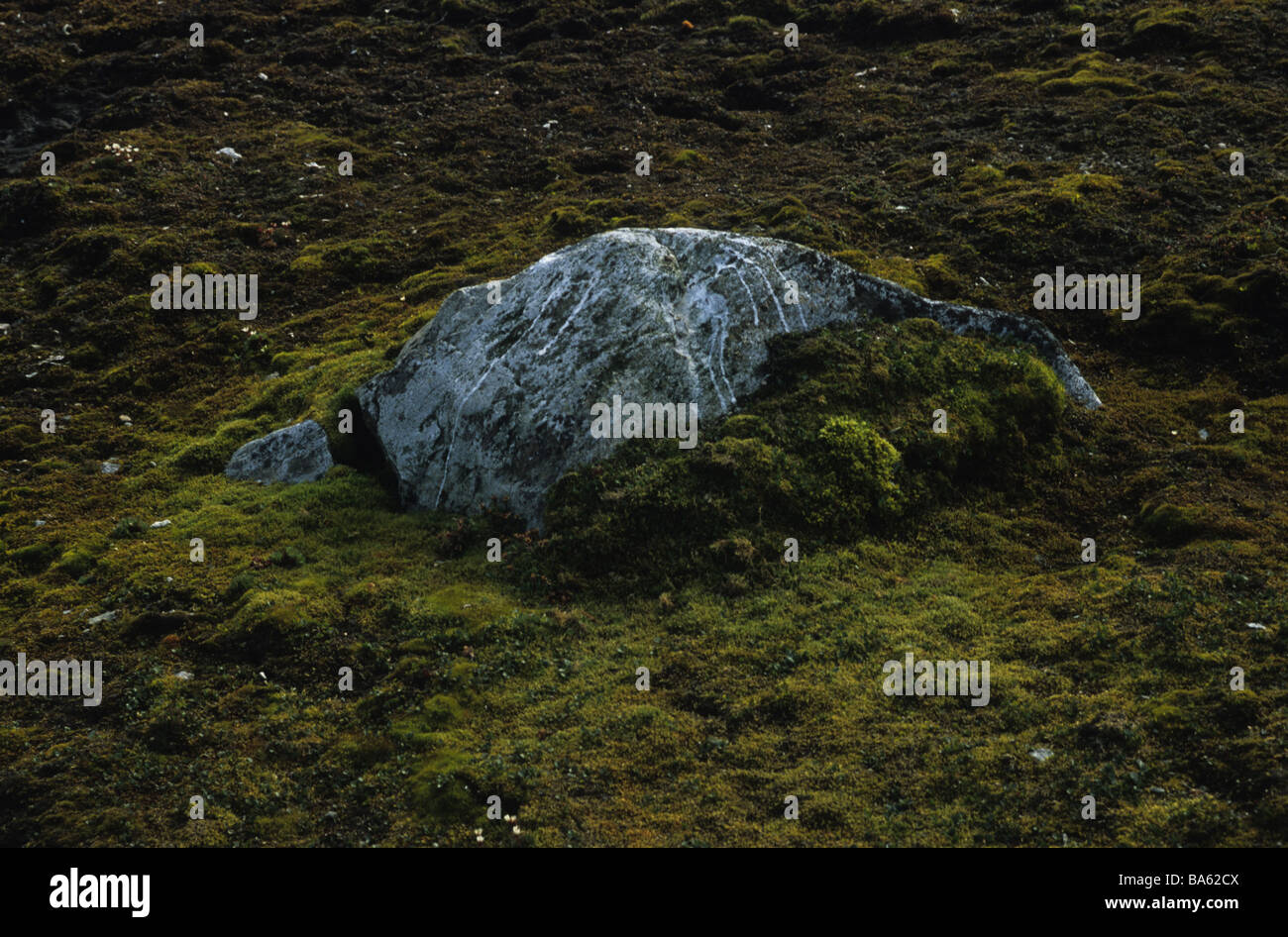 Nature ground moss rock moss-ground plants Mosse lichens stone ...