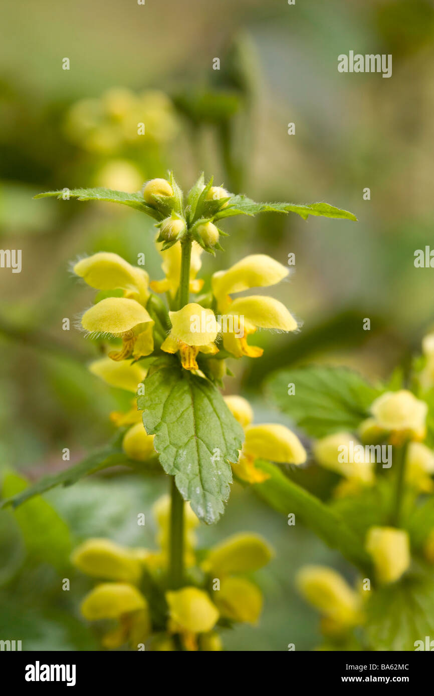 Yellow Archangel flower (Lamium galeobdolon Stock Photo - Alamy