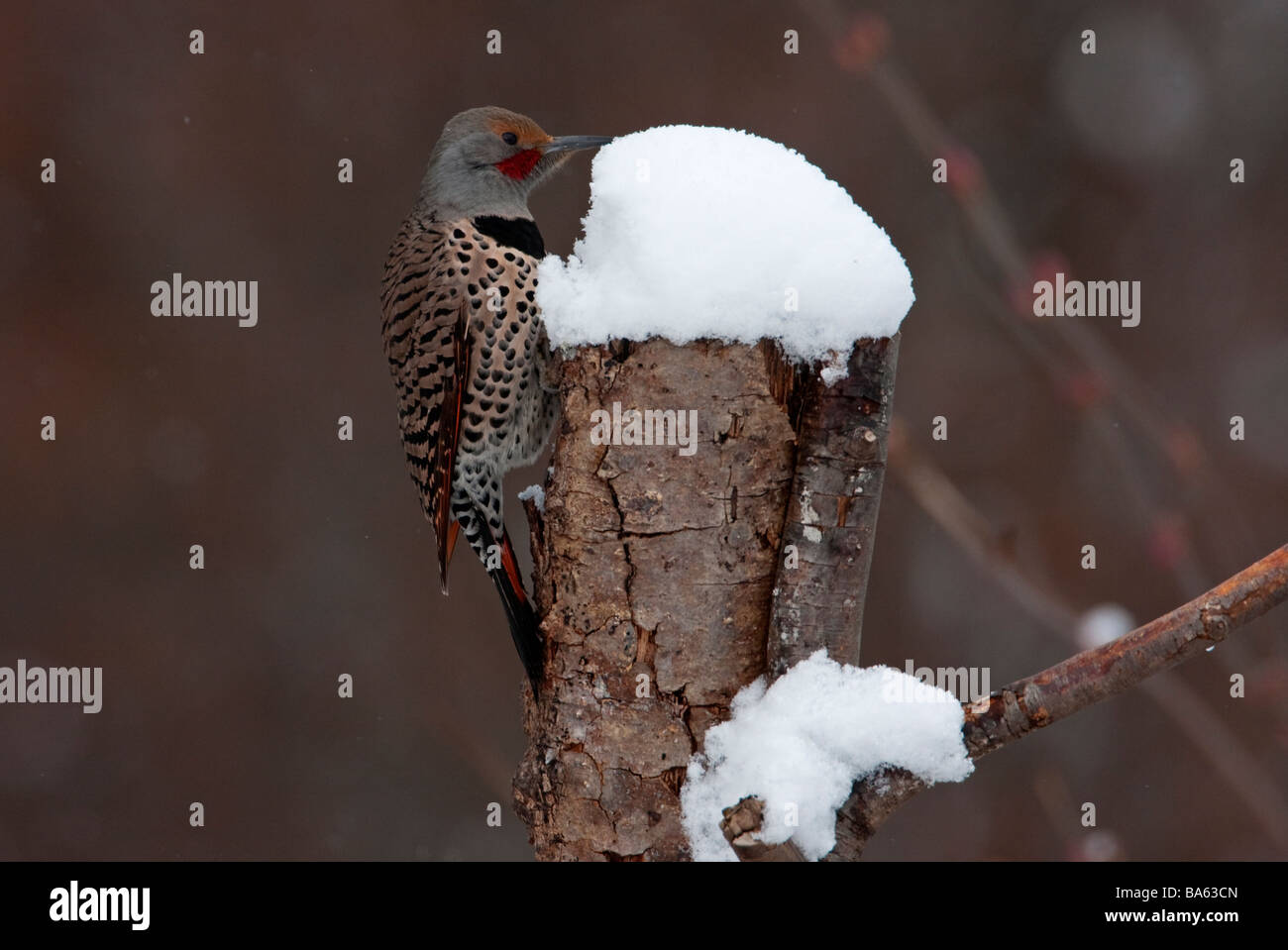 Vancouver island northern flicker hi-res stock photography and images ...