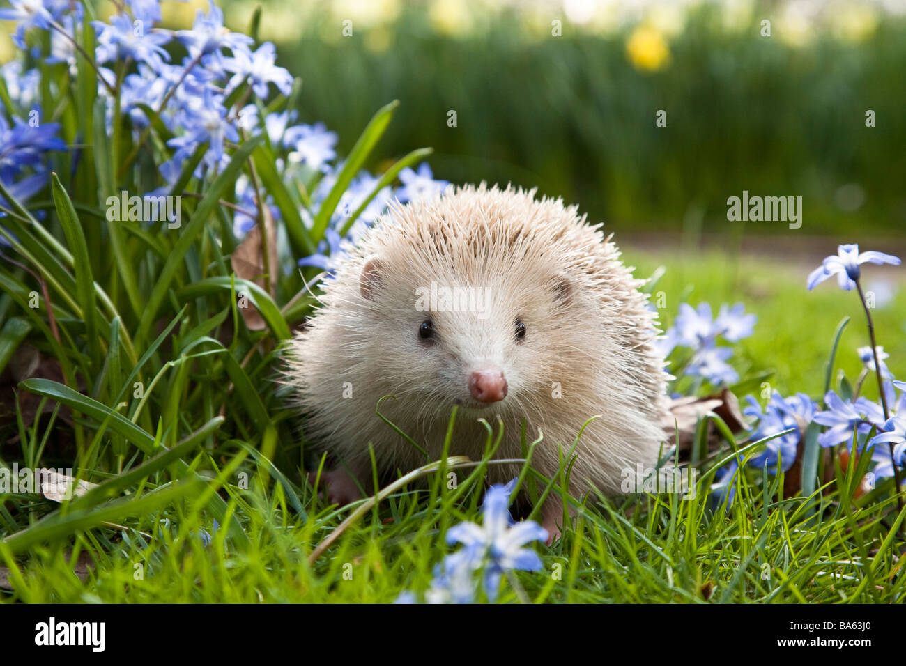 Blonde hedgehog amongst spring flowers Stock Photo - Alamy
