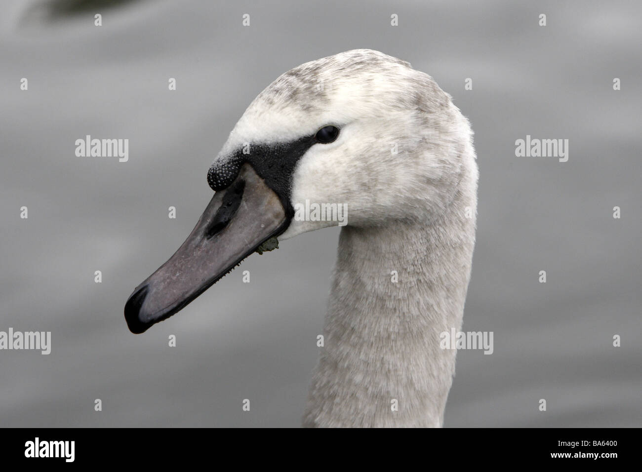 A Watching Cygnet Stock Photo - Alamy