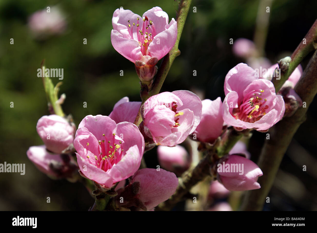 Peach tree blossom hi-res stock photography and images - Alamy