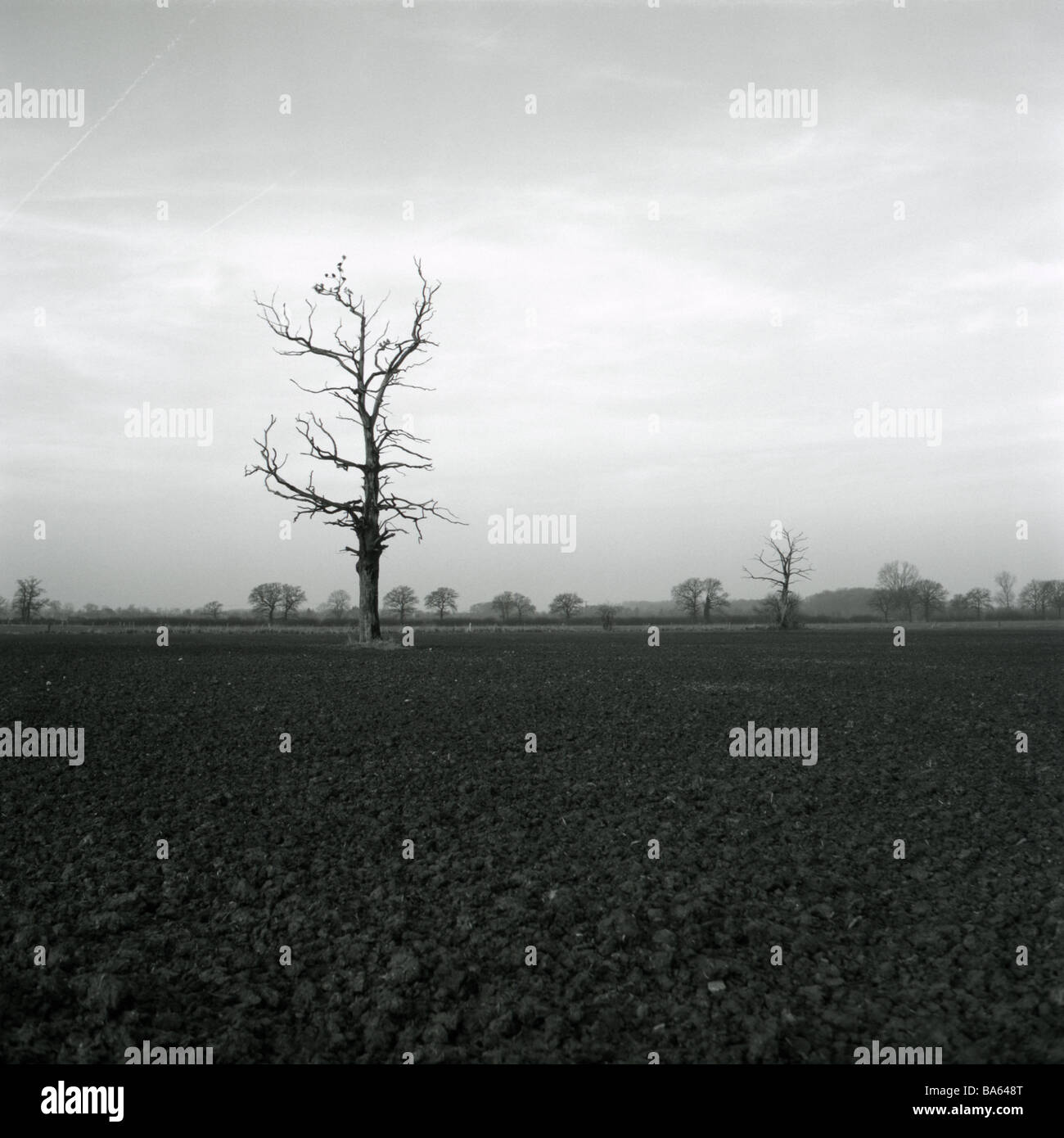 Field-landscape field tree perished s/w autumn field ground earth ...