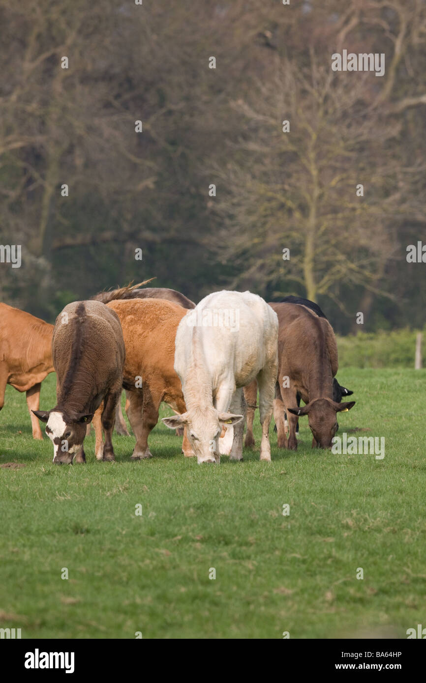 Young Beef Cattle On Spring Grass Stock Photo - Alamy