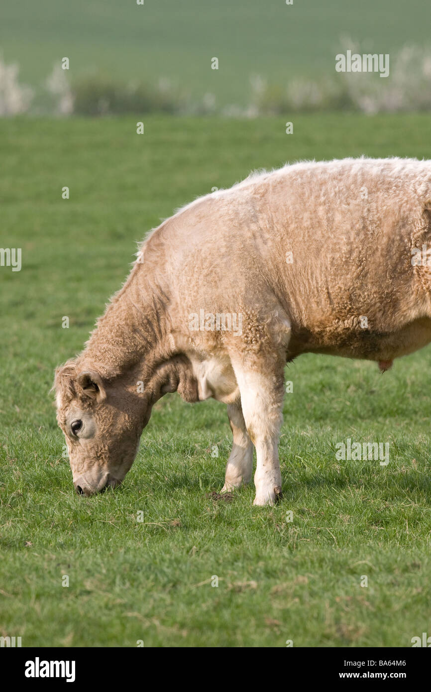 Young Beef Cattle On Spring Grass Stock Photo - Alamy