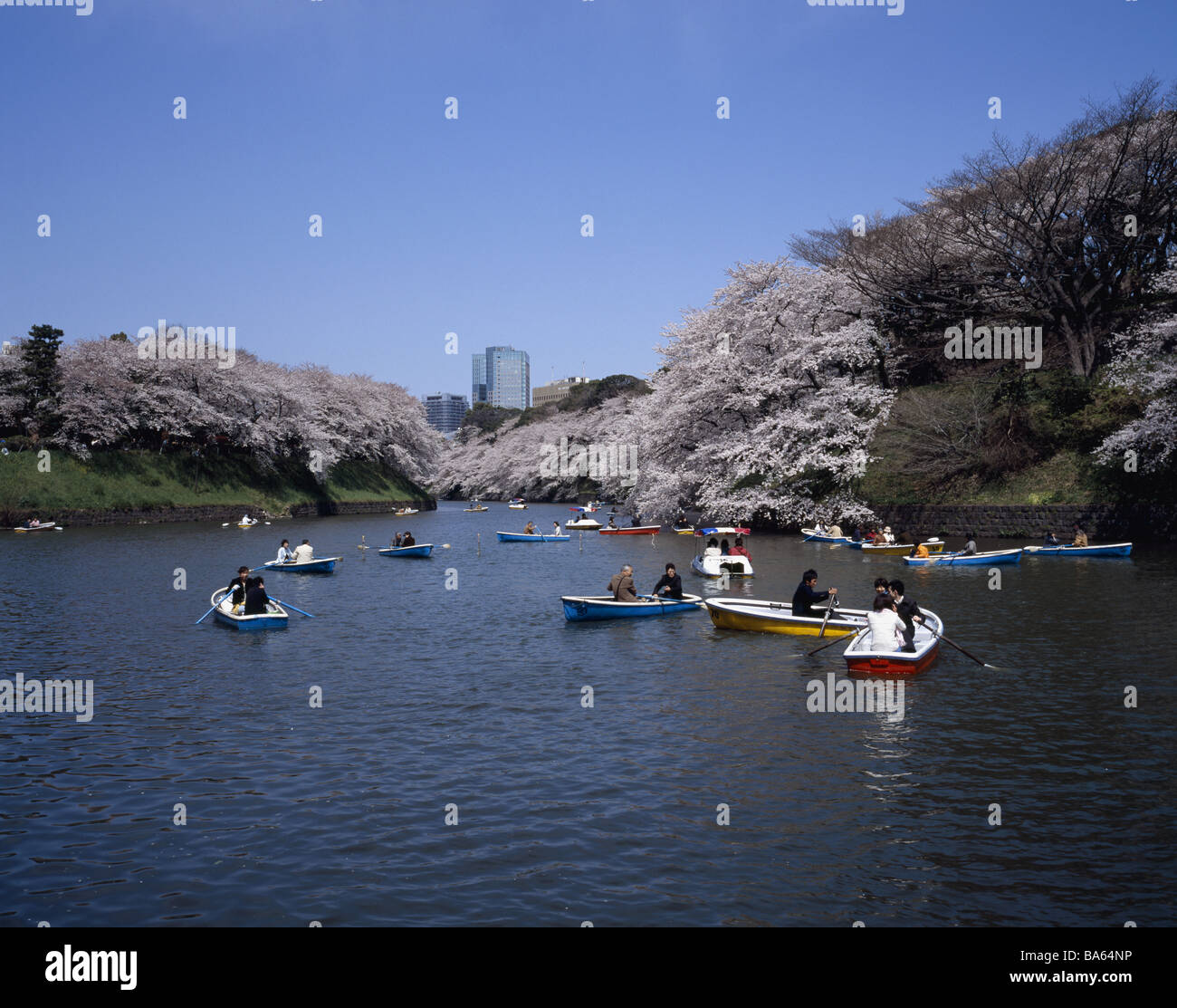 Japan Tokyo Chidorigafuji park sea rowboats cherry tree-bloom Asia ...