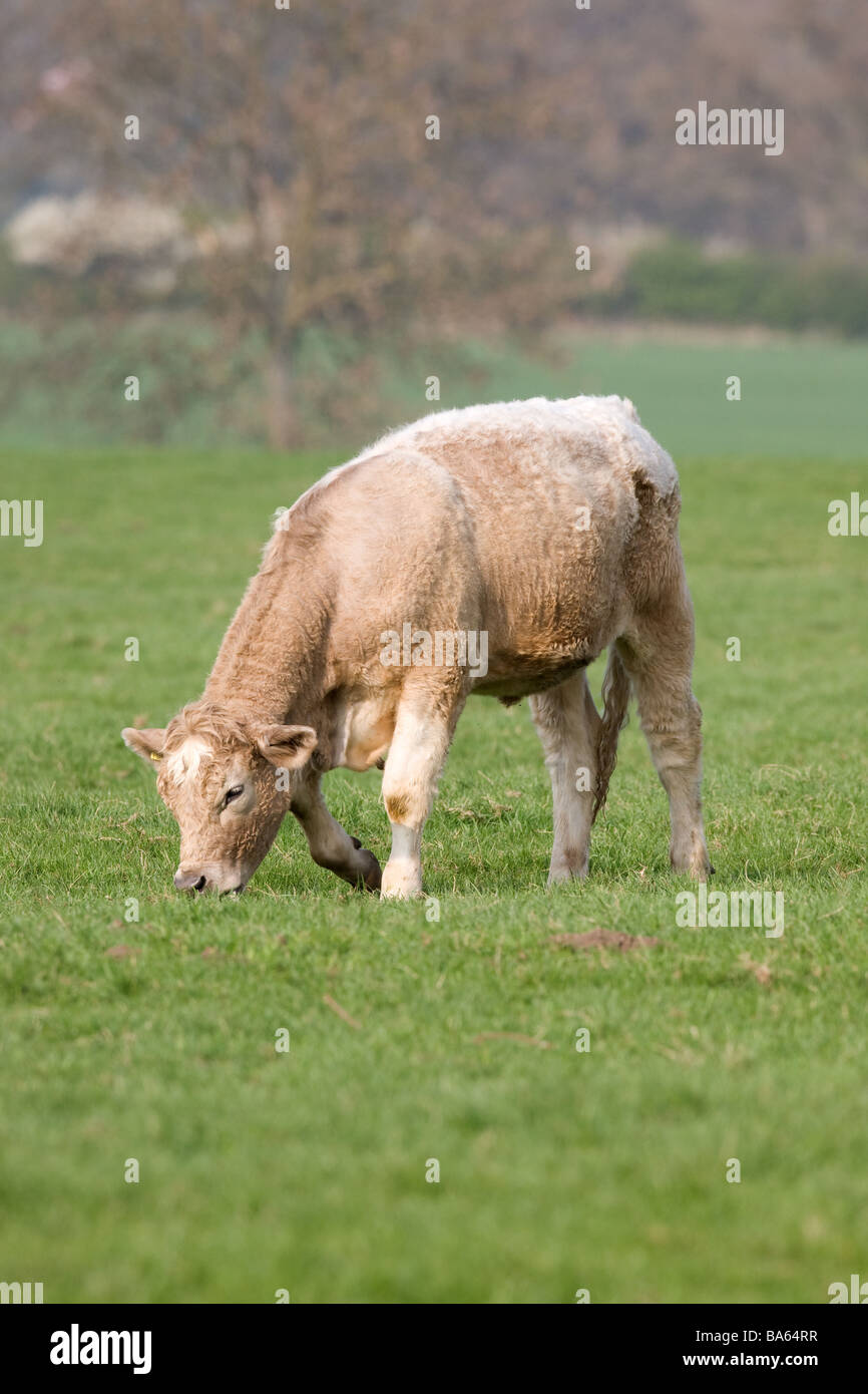 Young Beef Cattle On Spring Grass Stock Photo - Alamy