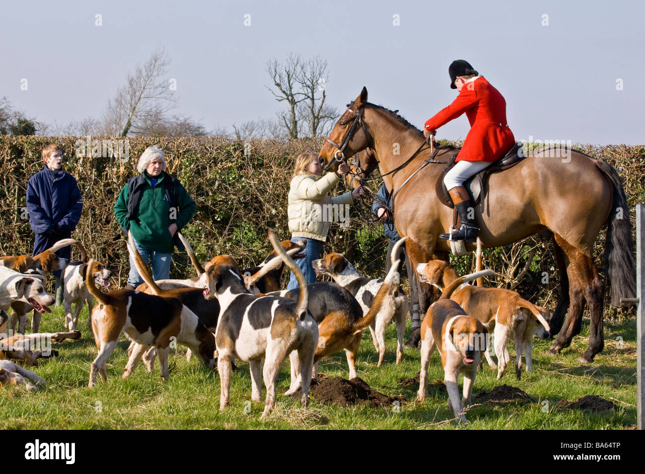 Huntsman and hounds with the Atherstone Hunt Stock Photo - Alamy