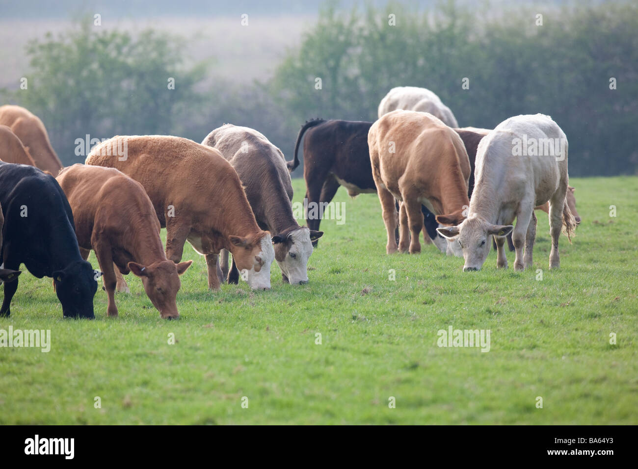 Young beef cattle hi-res stock photography and images - Alamy