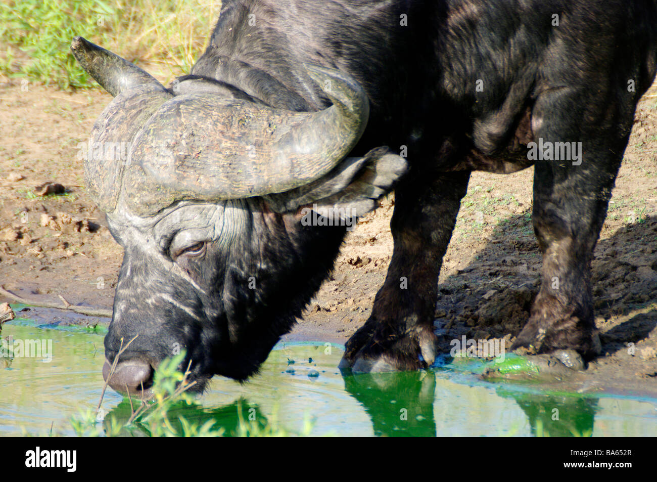 Buffalo Syncerus caffer drinking at the Sable Dam close to Phalaborwa ...