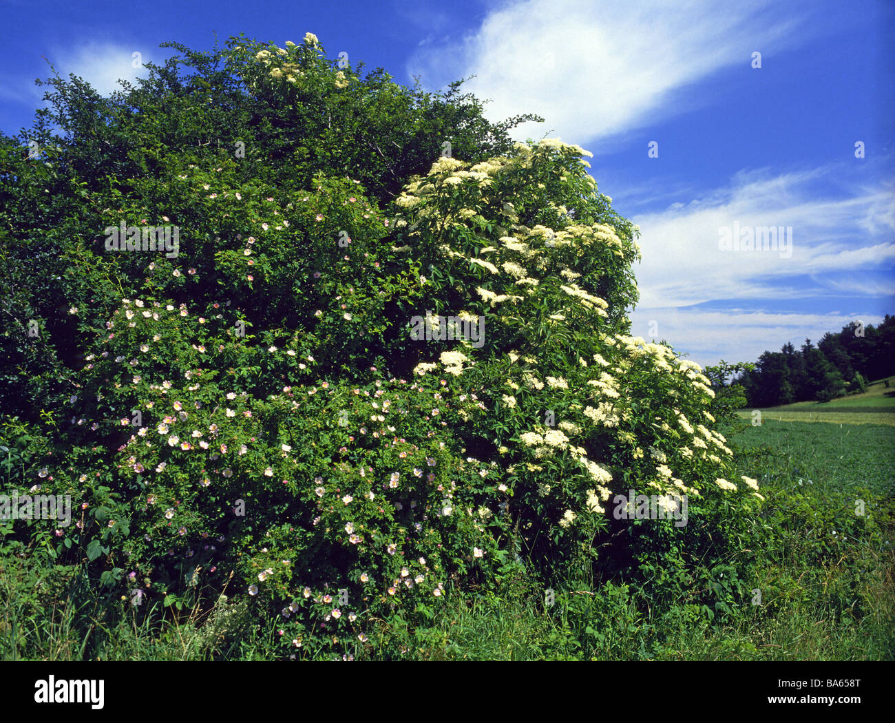 Field-edge shrub elderberries Sambucus nigra hedge-rose Rosa Canina ...