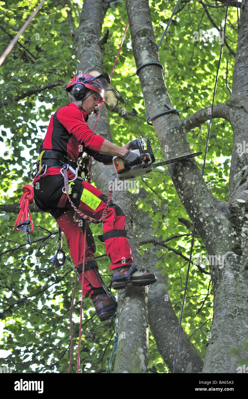 Logger and saw and tree hi-res stock photography and images - Alamy