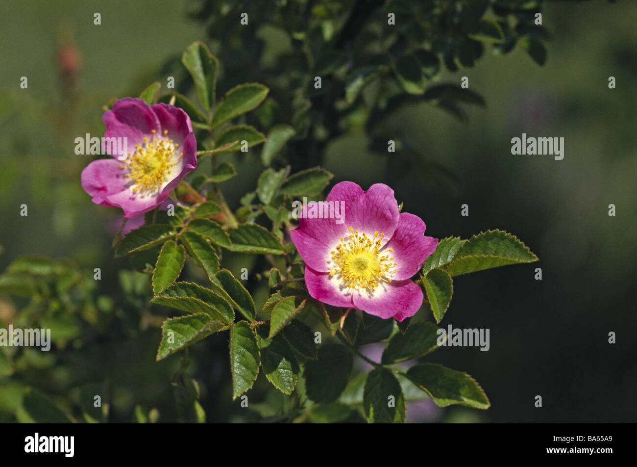 Rosebush wine-rose Rosa Rubiginosa detail branches blooms rose-plant ...