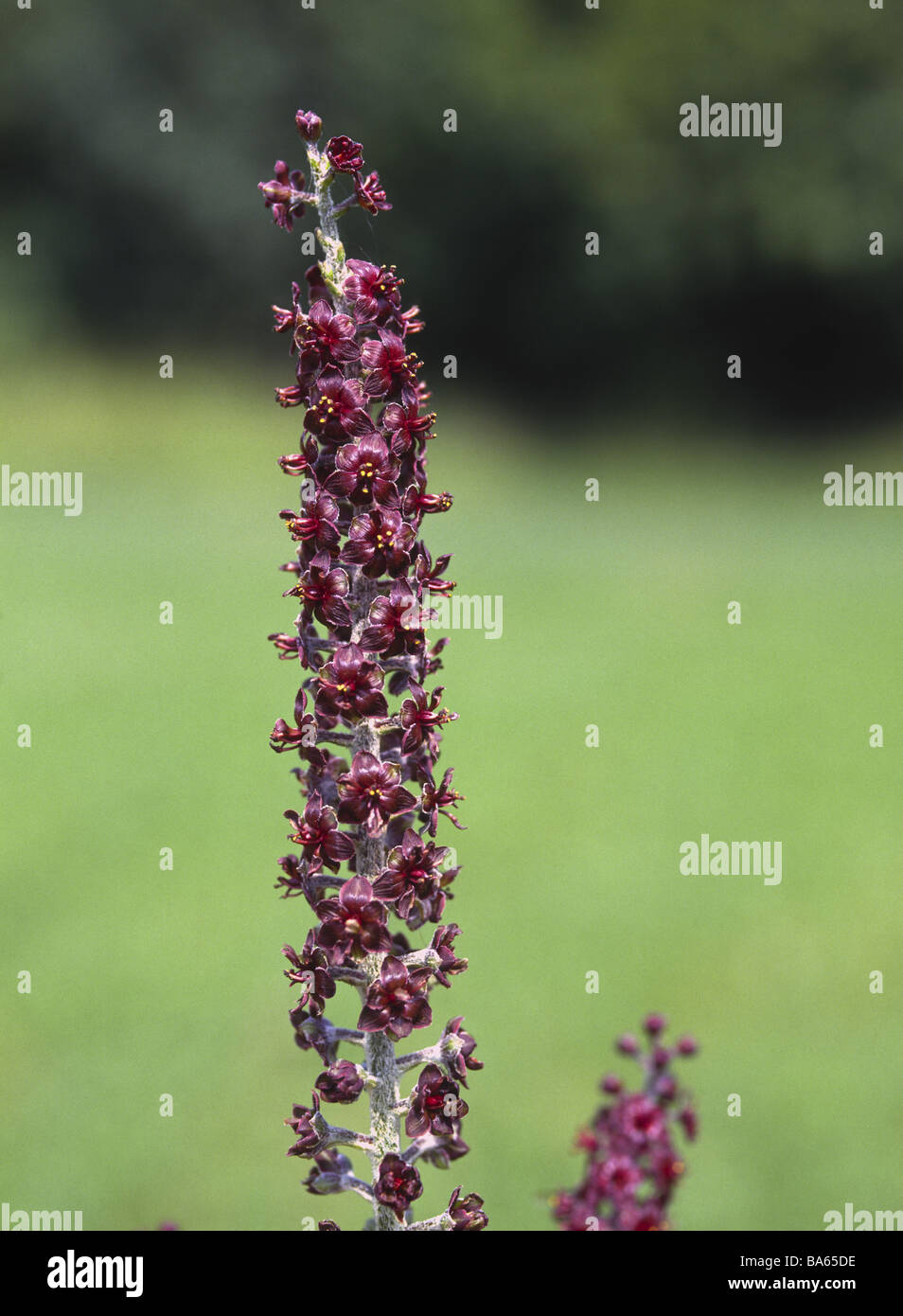 Veratrum nigrum hi-res stock photography and images - Alamy
