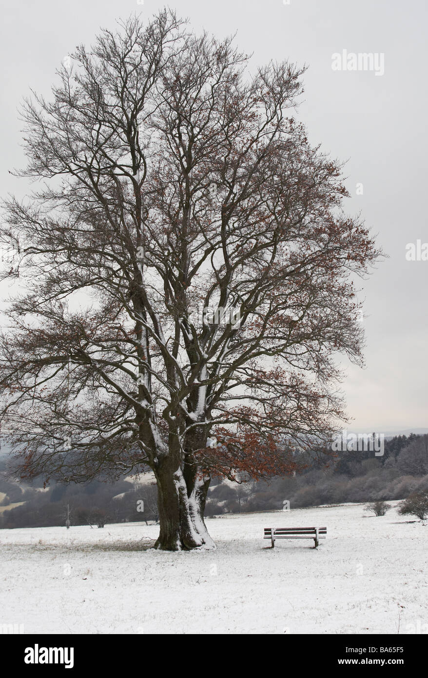 Trunk beech hi-res stock photography and images - Alamy
