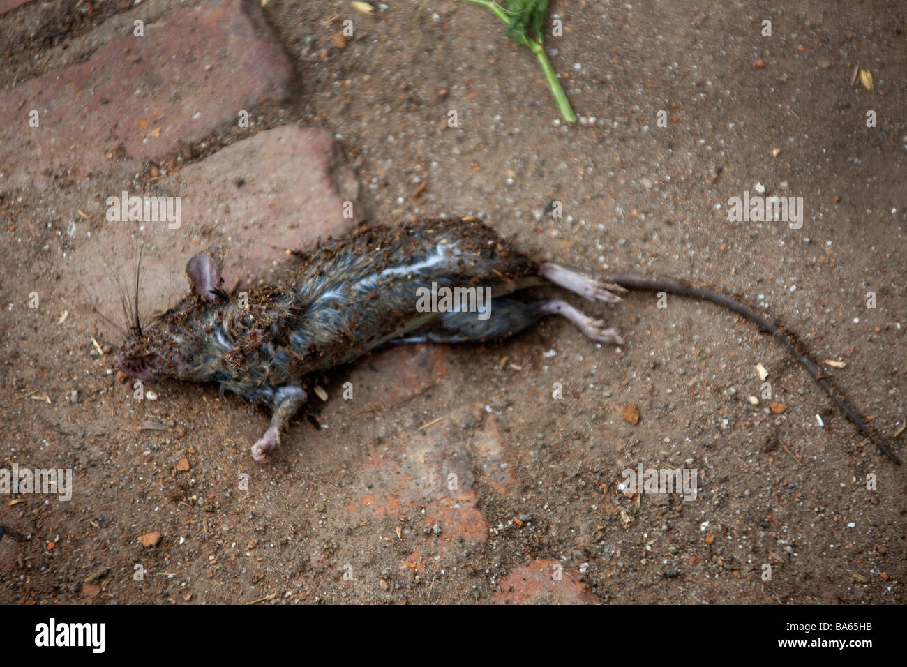 Dead rat hi-res stock photography and images - Alamy