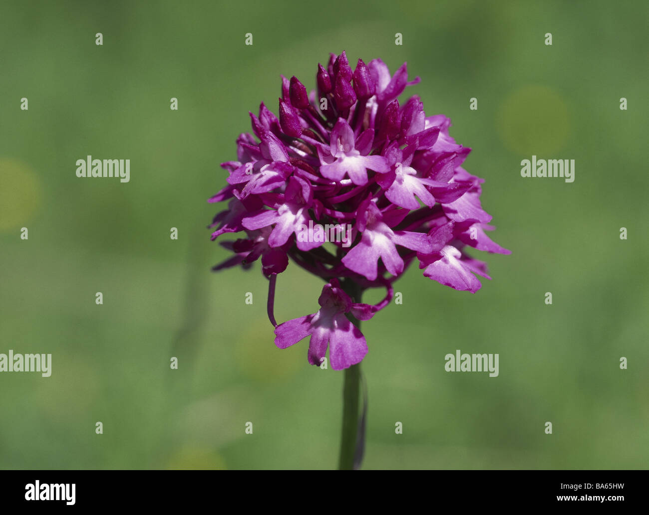 Flower pyramid flower pyramid hi-res stock photography and images - Alamy