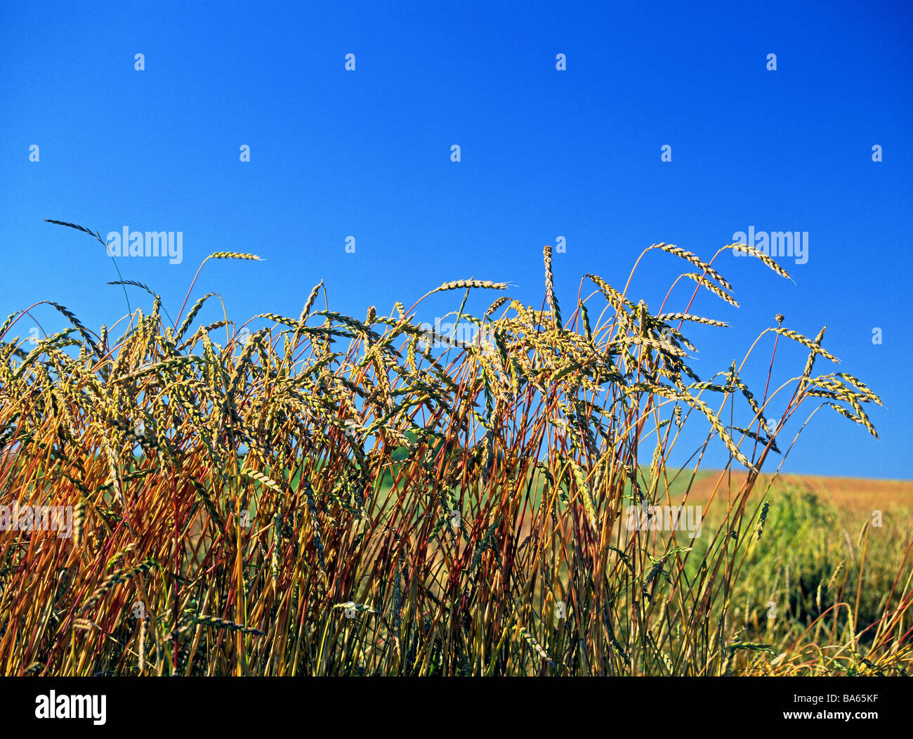 Grain-field Dinkel detail heads grain-field cultivation grains ...