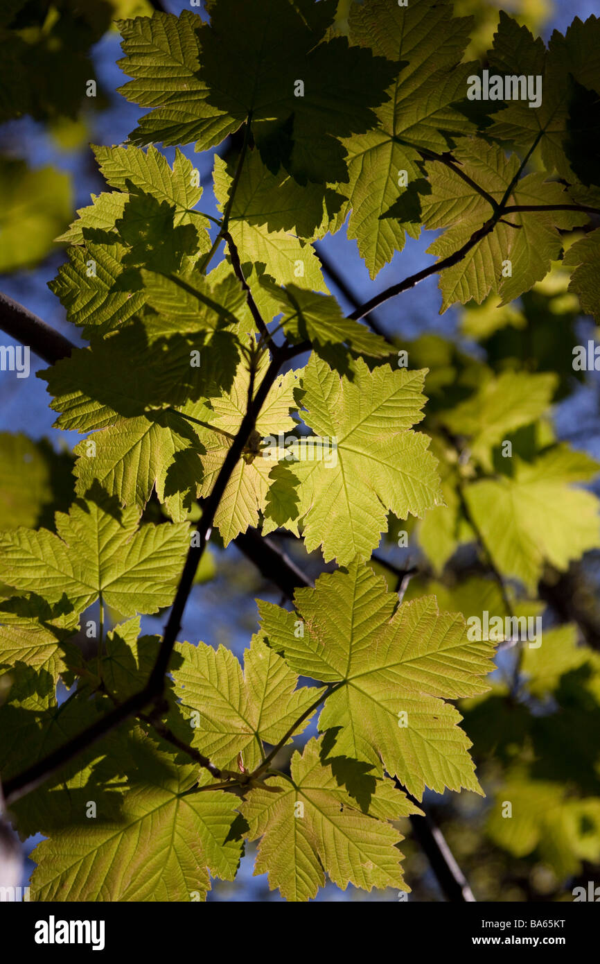 Backlit leaves sycamore tree hi-res stock photography and images - Alamy