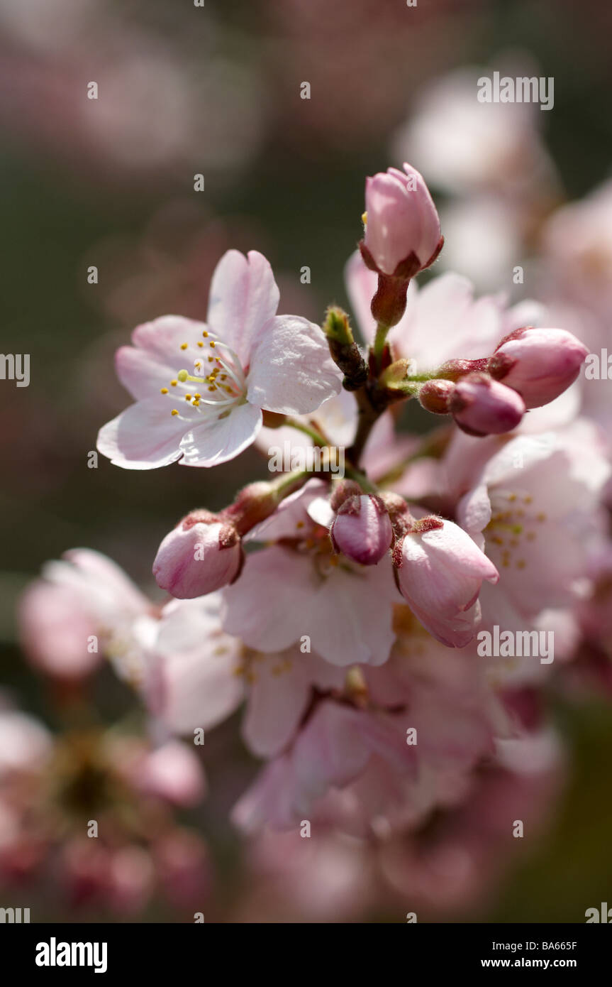 Close up photo of springtime cherry blossom in Kyoto, Japan Stock Photo ...