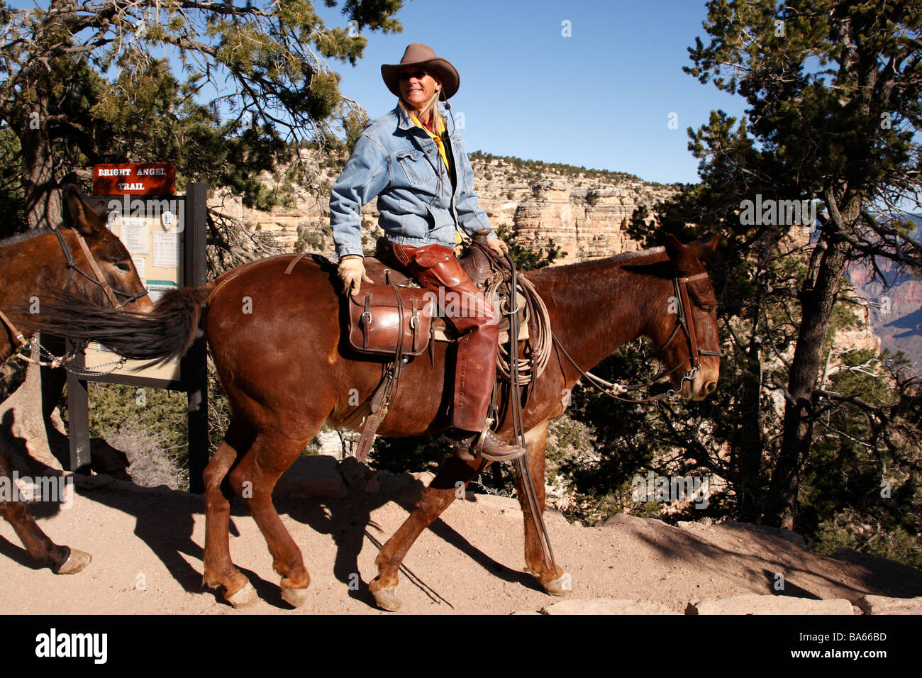 cowboy leading a mule ride at the start of the bright angel trail grand ...