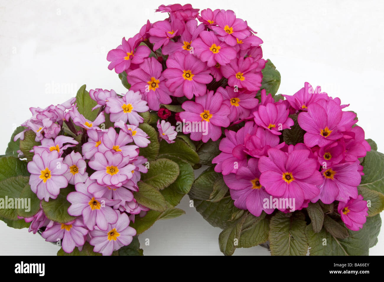 Three primula 'Woodland Walk' pot plants Stock Photo - Alamy