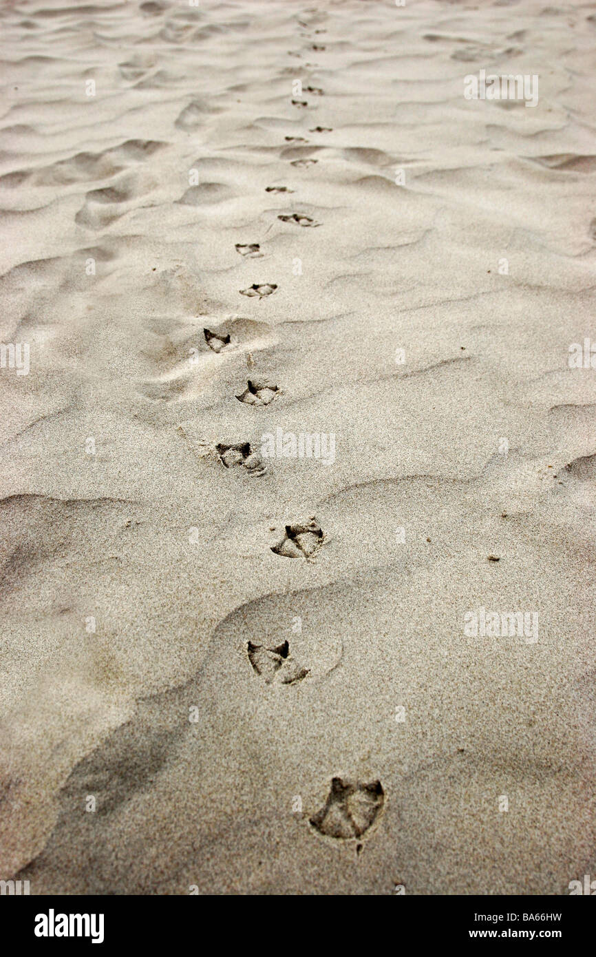Sandy beach seagull-tracks nature beach sand tracks marks footprints ...