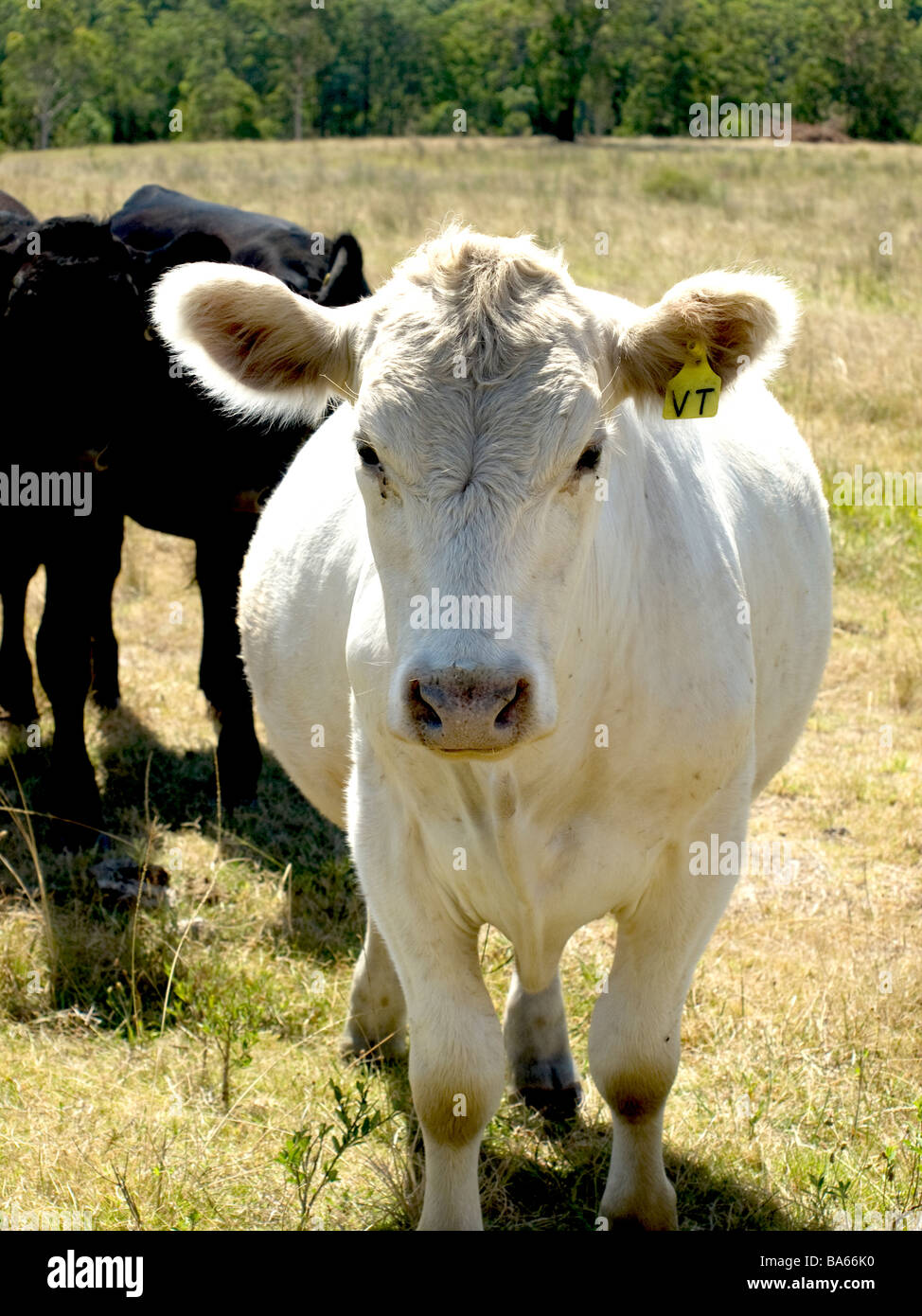 Murray grey hi-res stock photography and images - Alamy