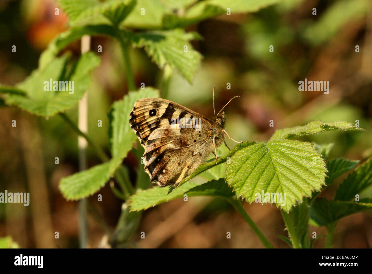 Speckled Wood Butterfly Pararge aegeria detailed close up or macro shot ...