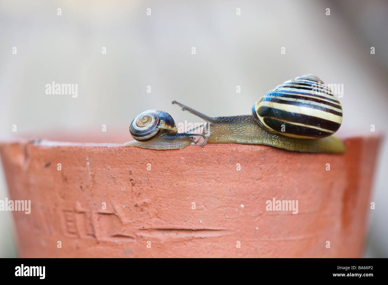 White lipped banded snail and young on a plant pot. UK Stock Photo - Alamy