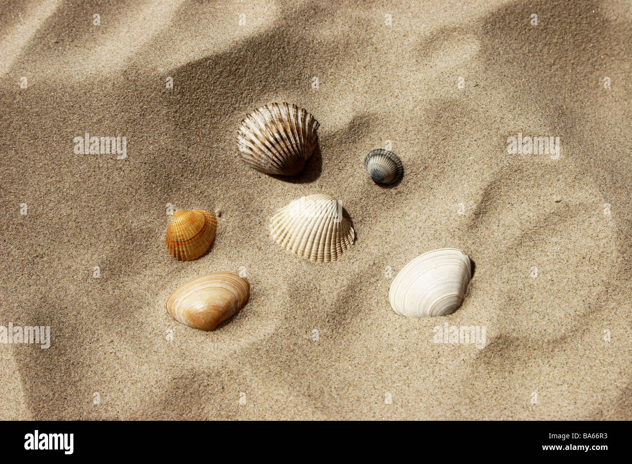 Sandy beach mussels differently beach sand sand-grains mussel-peels ...