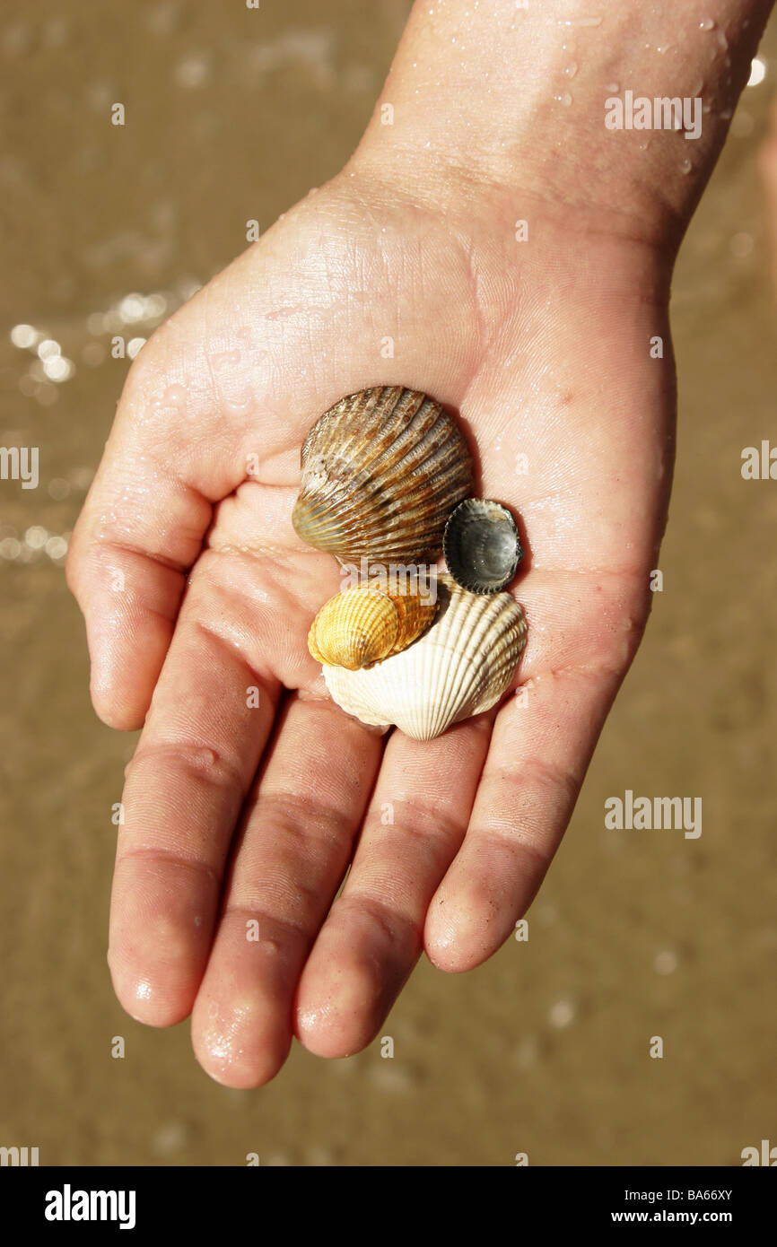 Hands mussels series beach sandy beach hold feels feels senses sense of ...