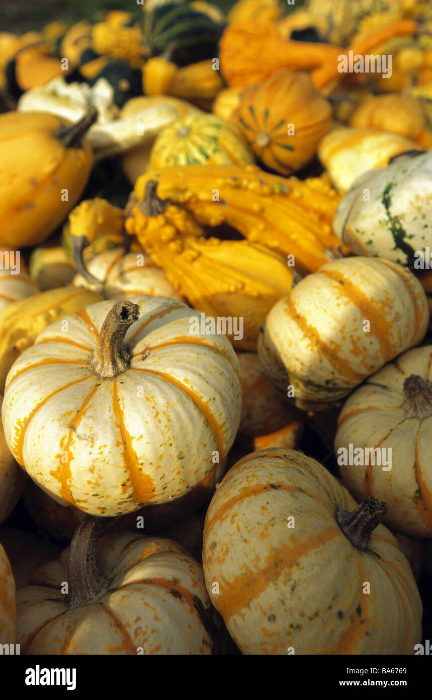Pumpkins cucurbita pepo detail hi-res stock photography and images - Alamy