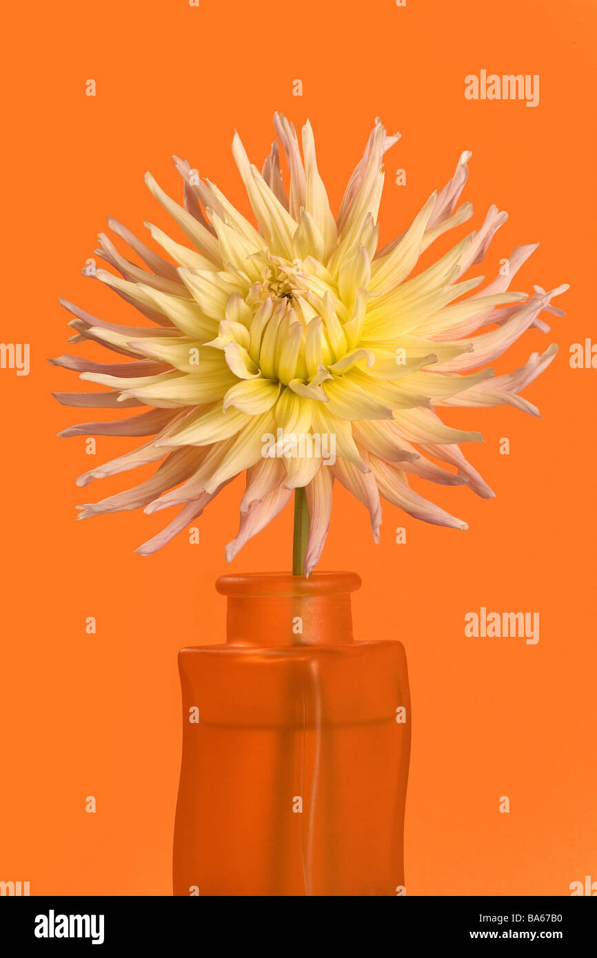 Radiation-dahlia flower-vase detail flower dahlia cut-flower bloom ...