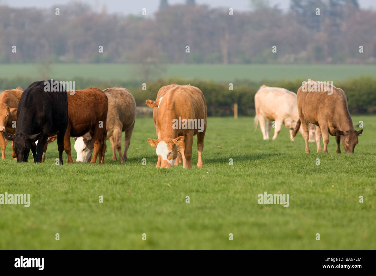 Young Beef Cattle On Spring Grass Stock Photo - Alamy