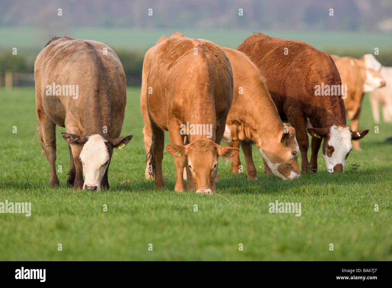 Young Beef Cattle On Spring Grass Stock Photo - Alamy