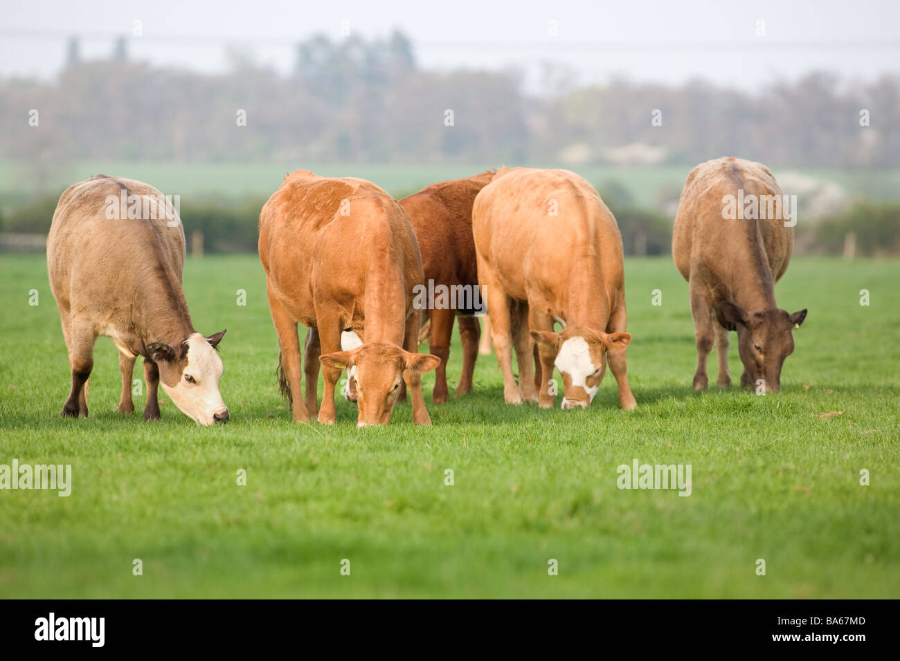 Young Beef Cattle On Spring Grass Stock Photo - Alamy