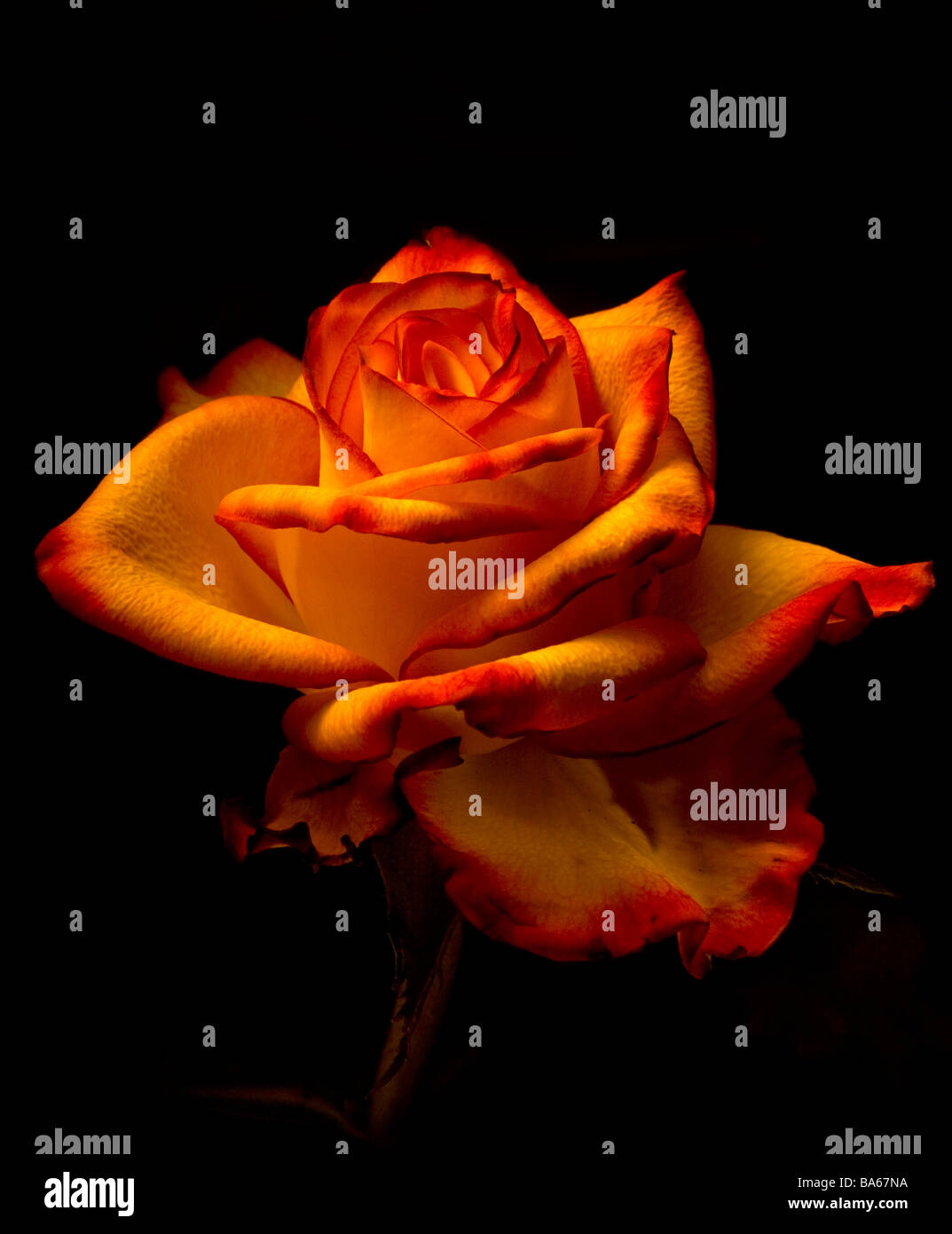 Close up single hi-res stock photography and images - Alamy