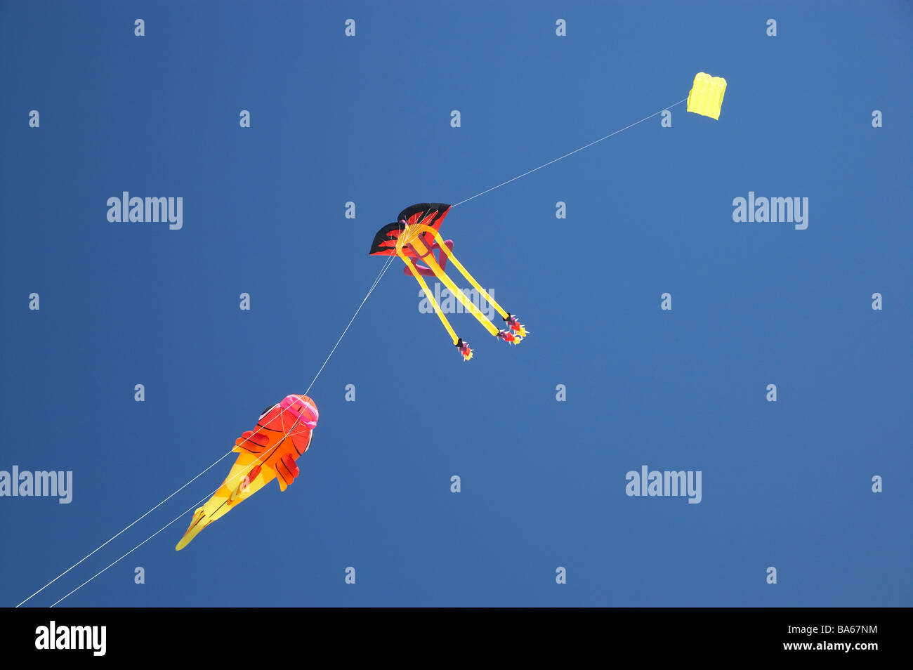 Fish Kite and Jellyfish Kite Dunedin Otago South Island New Zealand ...