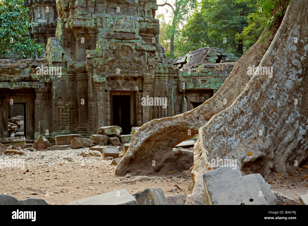 Ficus Strangulosa tree growing over a doorway in the ancient ruins of ...
