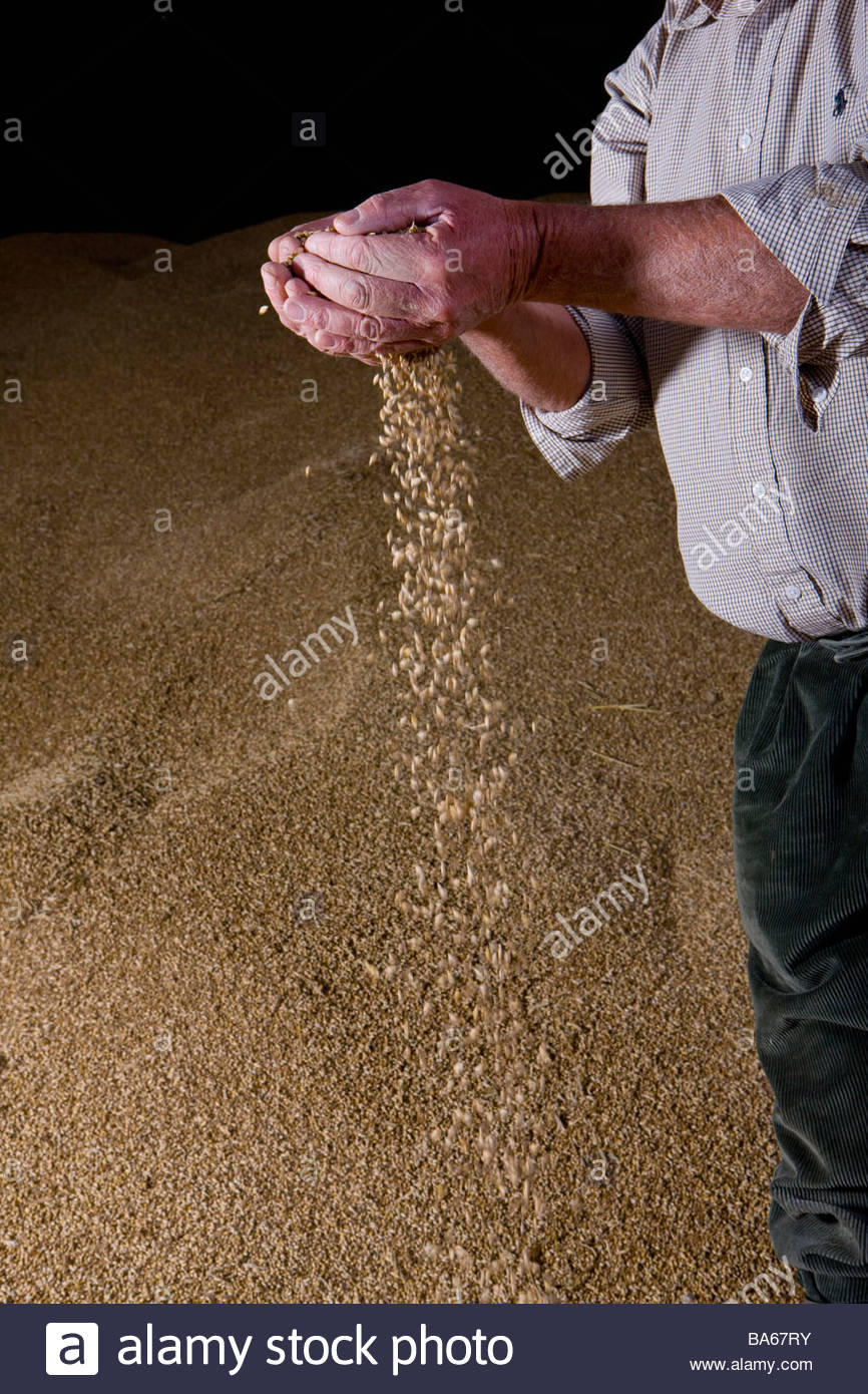 Falling Wheat Stock Photos & Falling Wheat Stock Images - Alamy